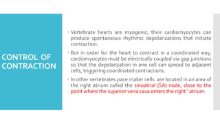 Heart- Myogenic heart . Mechanism of heart beat | PPTX