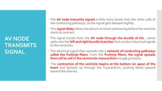 Heart- Myogenic heart . Mechanism of heart beat | PPTX