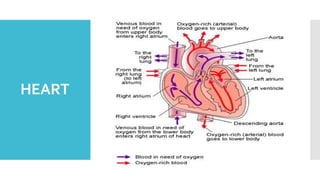 Heart- Myogenic heart . Mechanism of heart beat | PPTX