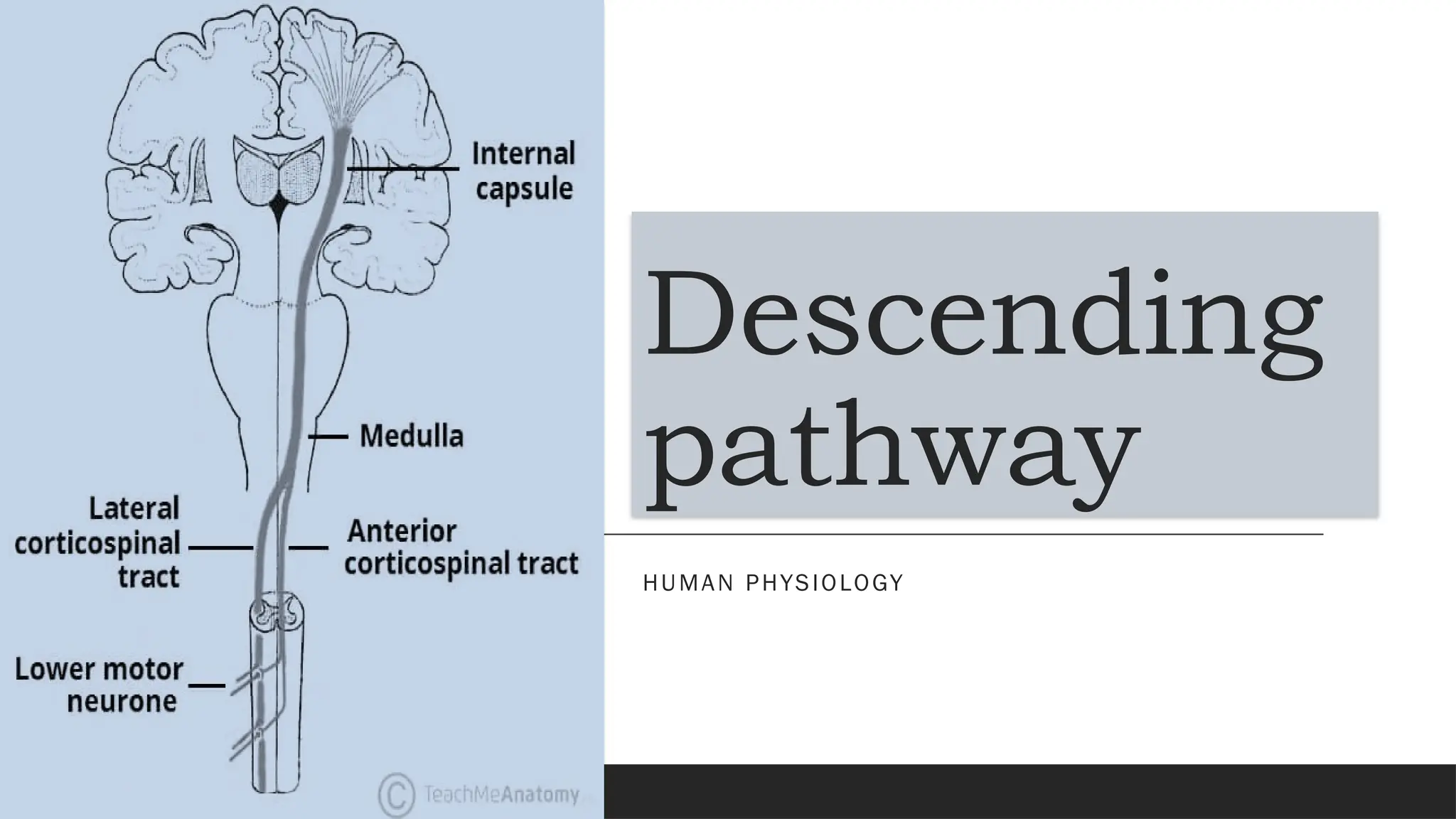 human physiology- desenting pathway;pyramidal and extra pyramidal.pptx