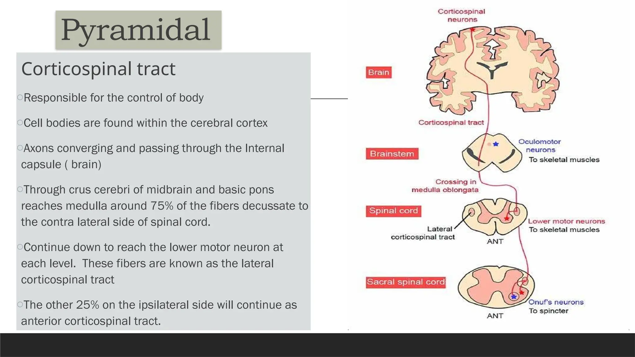 human physiology- desenting pathway;pyramidal and extra pyramidal.pptx