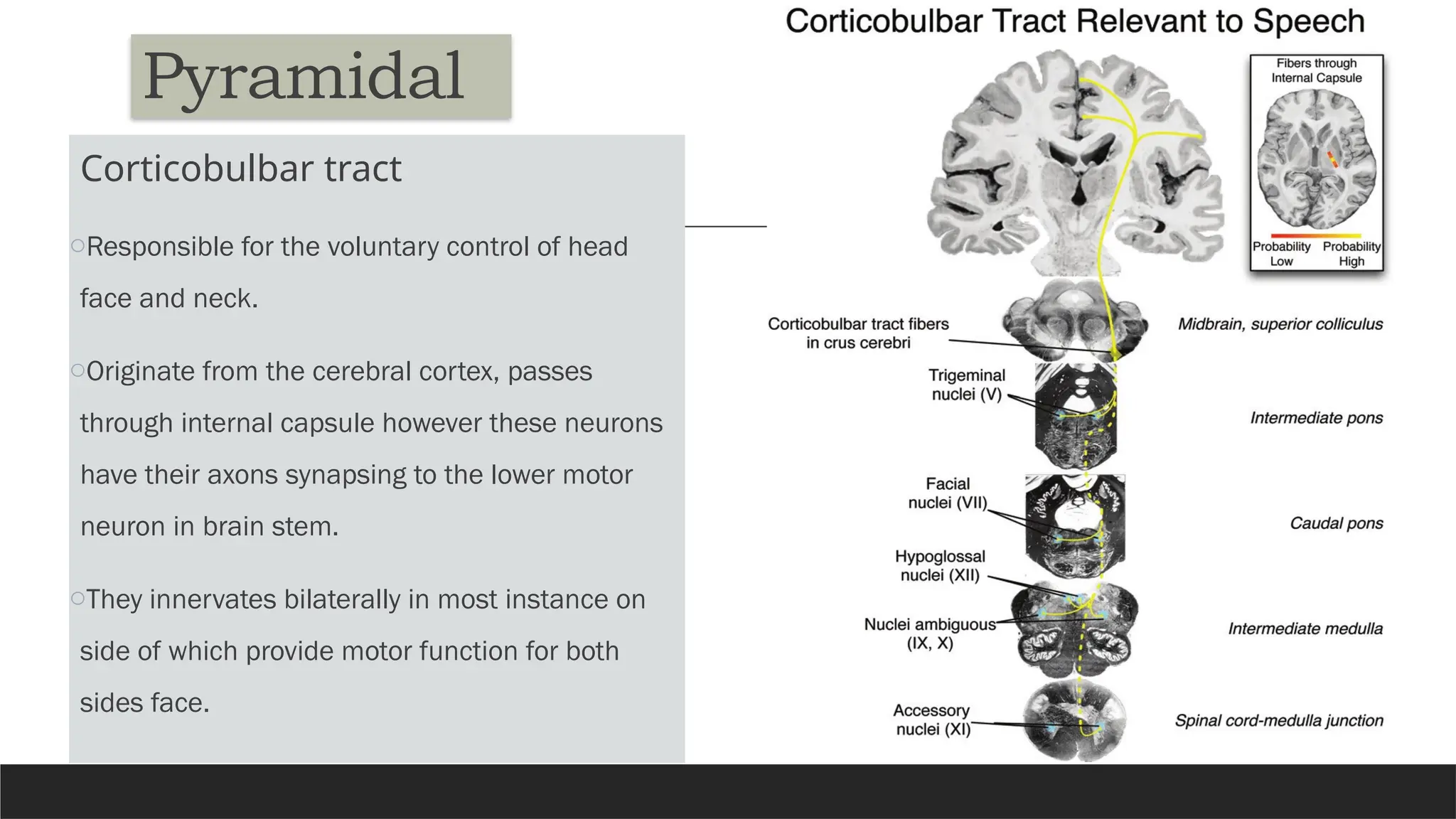 human physiology- desenting pathway;pyramidal and extra pyramidal.pptx