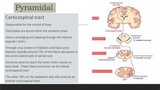 human physiology- desenting pathway;pyramidal and extra pyramidal.pptx