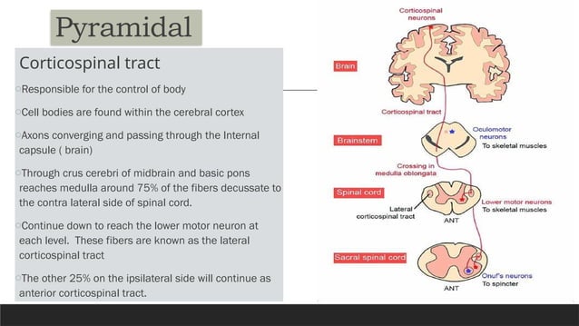 human physiology- desenting pathway;pyramidal and extra pyramidal.pptx