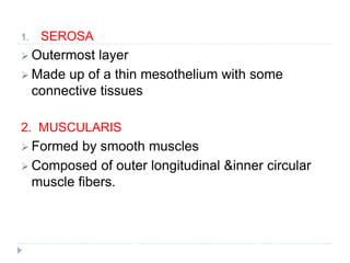 Human physiology digestion | PPT