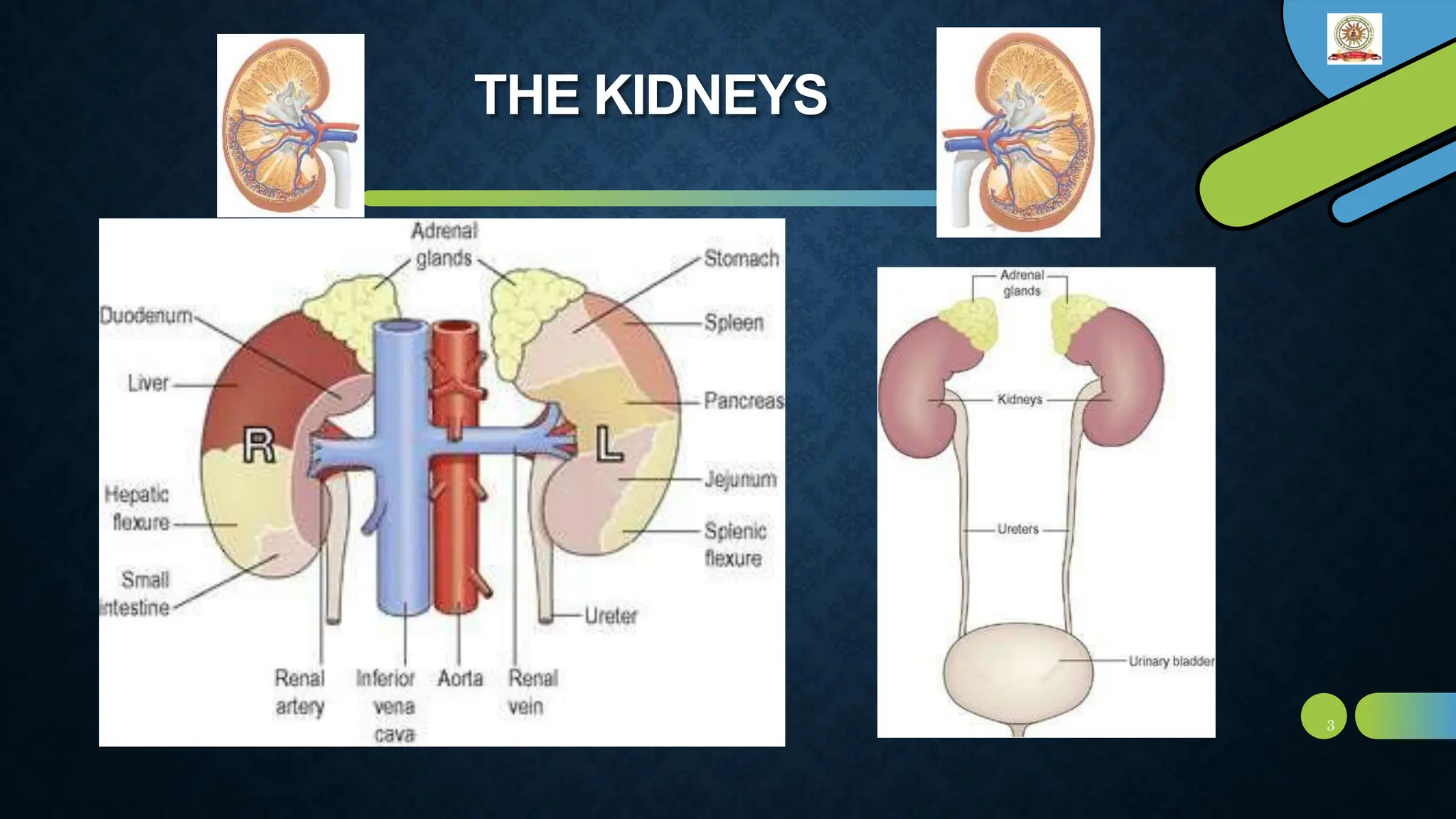 HUMAN PHYSIOLOGY - excretory system.pptx