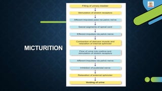 HUMAN PHYSIOLOGY - excretory system.pptx