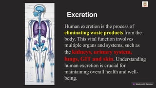 HUMAN PHYSIOLOGY - excretory system.pptx