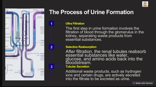 HUMAN PHYSIOLOGY - excretory system.pptx