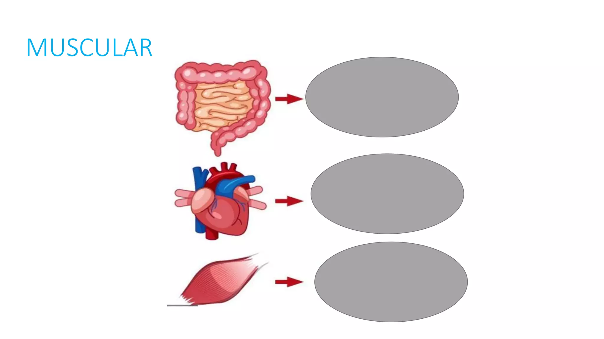 Human physiology git-foundation | PPTX