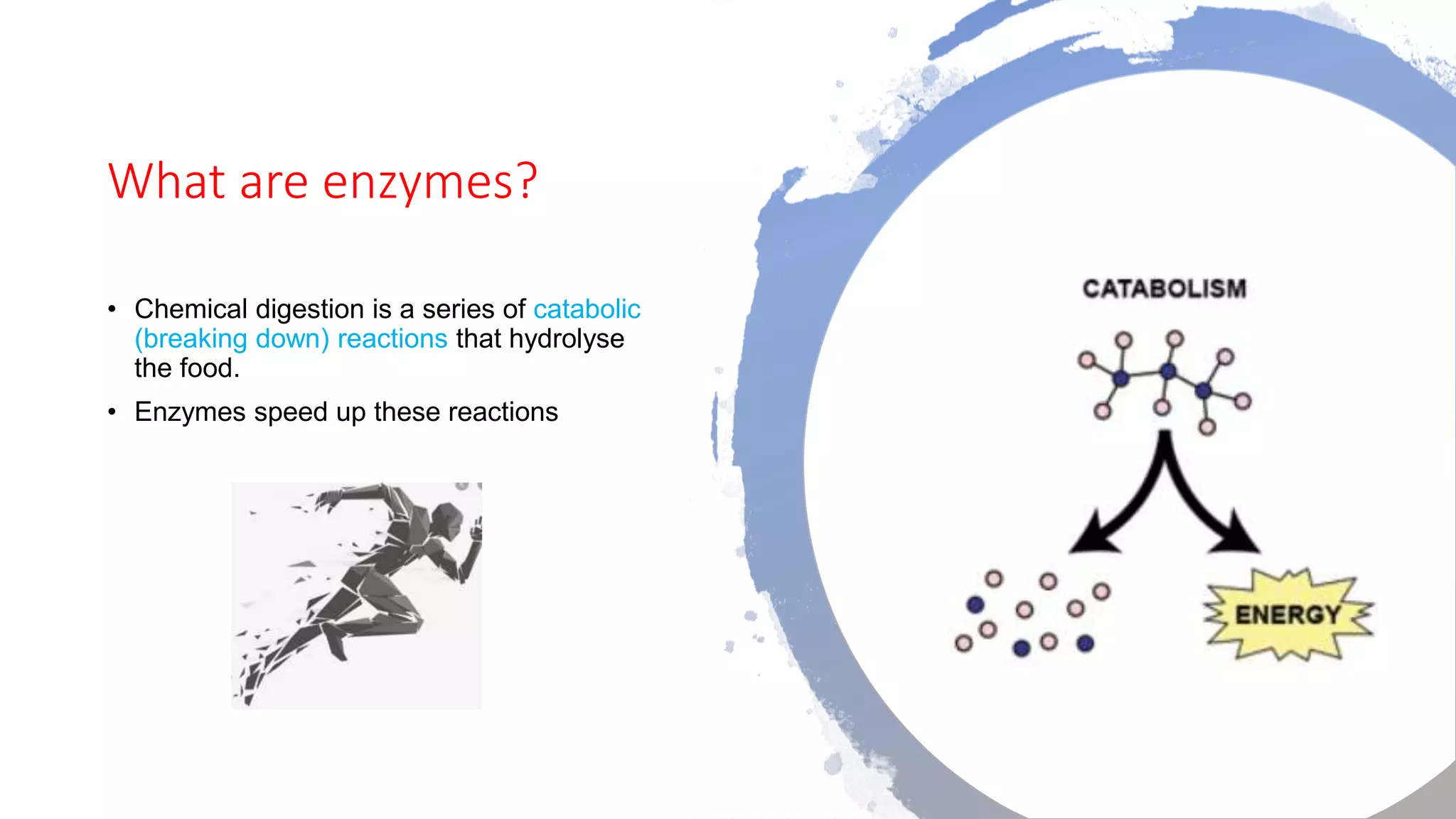 Human physiology git-foundation | PPTX