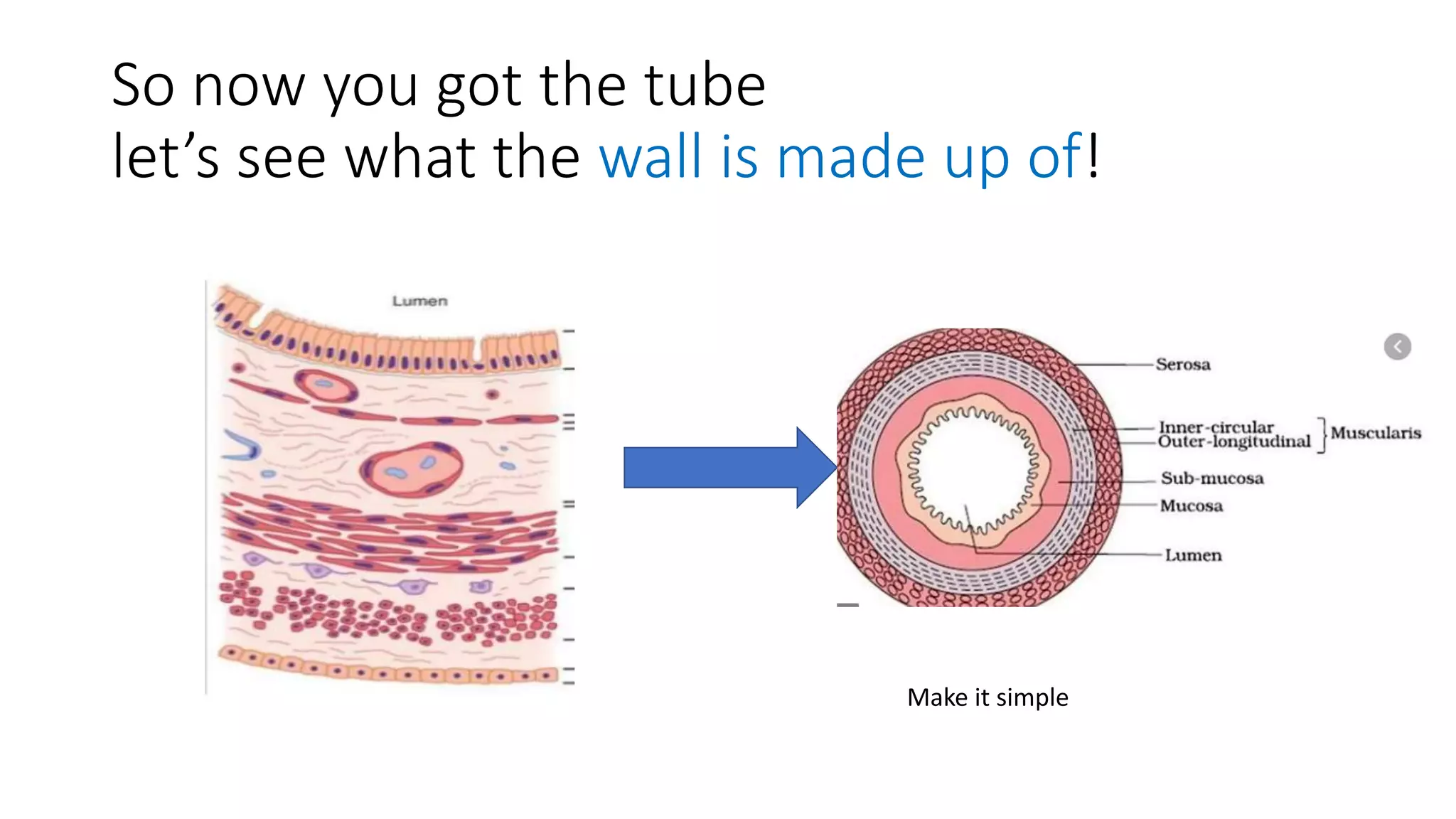 Human physiology git-foundation | PPTX