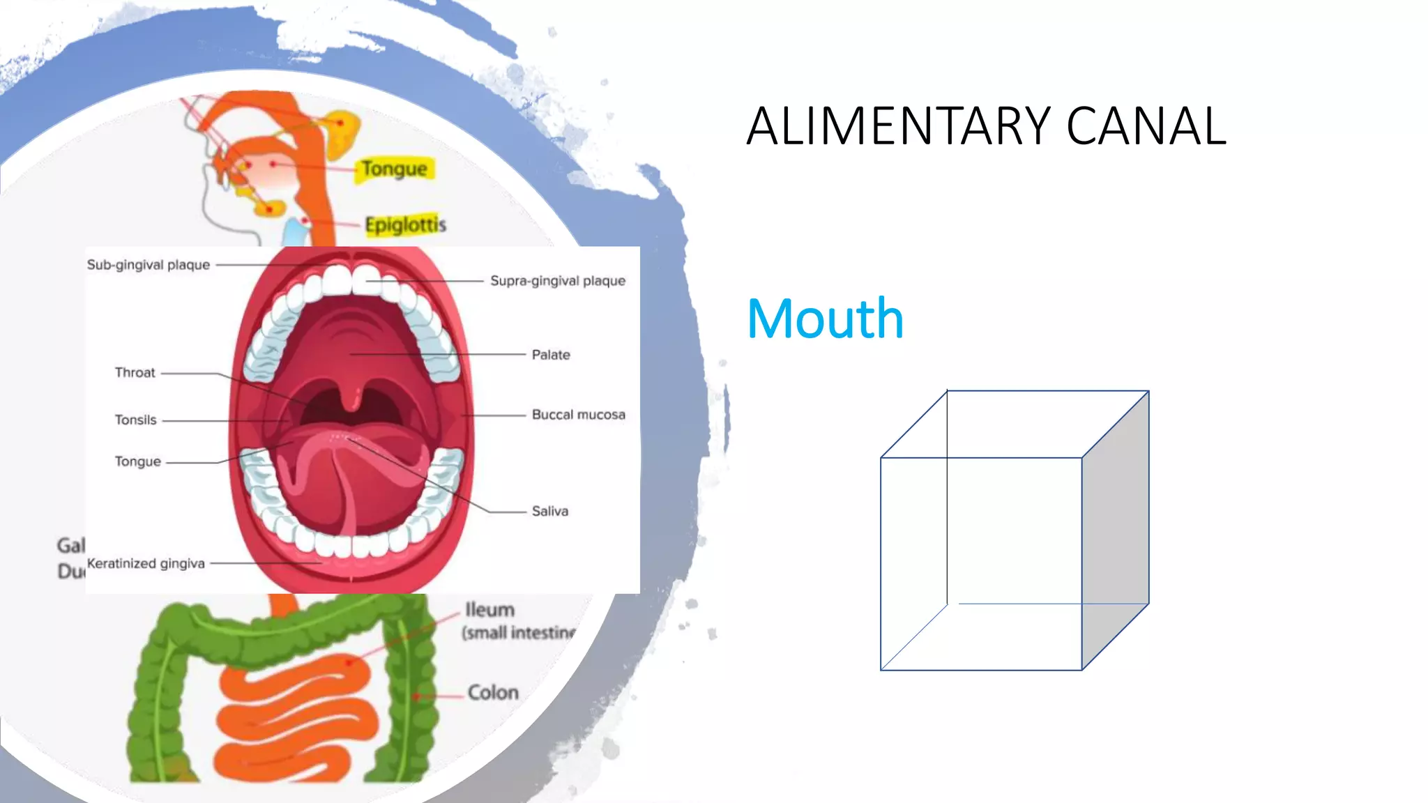 Human physiology git-foundation | PPTX