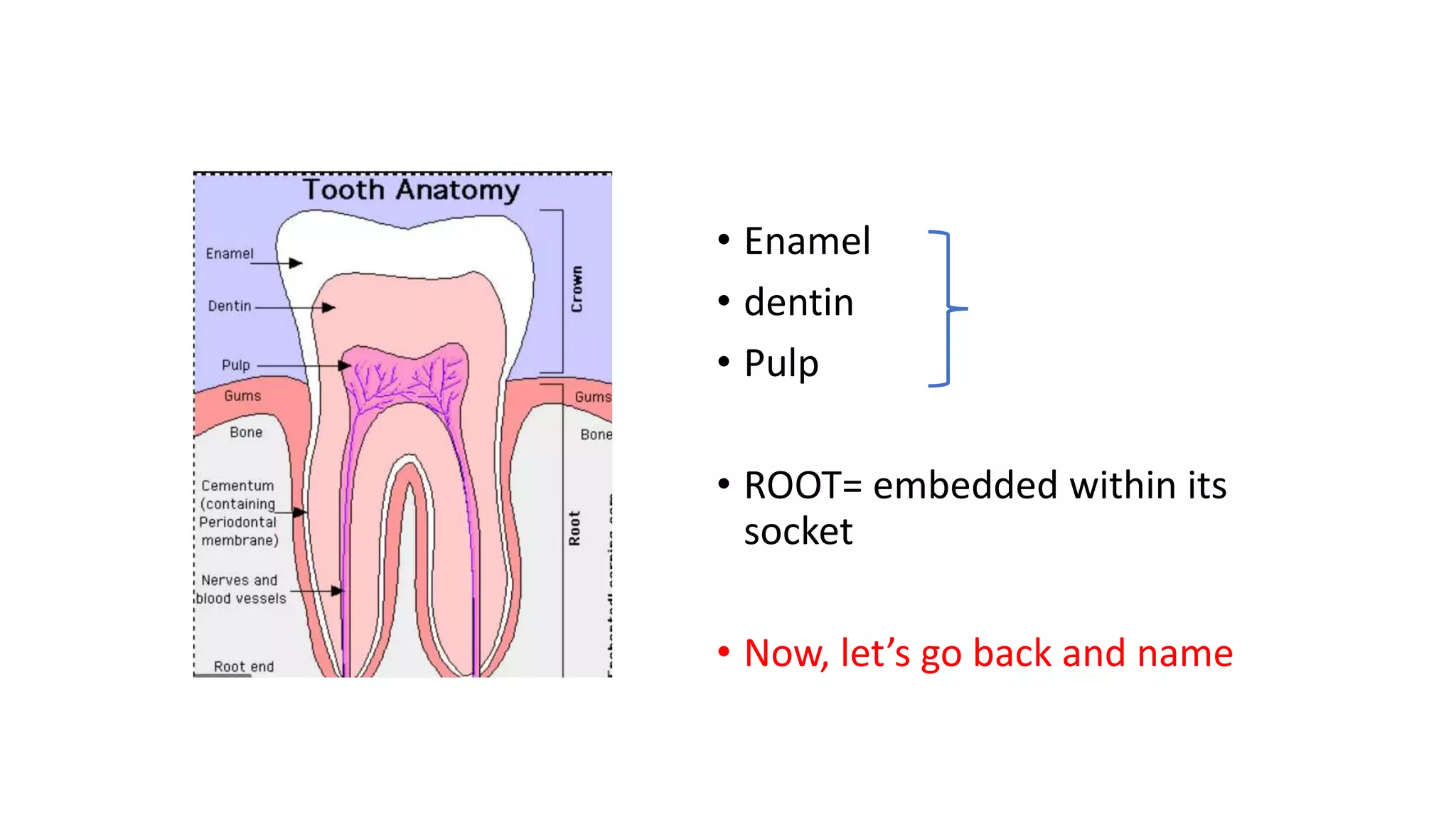 Human physiology git-foundation | PPTX
