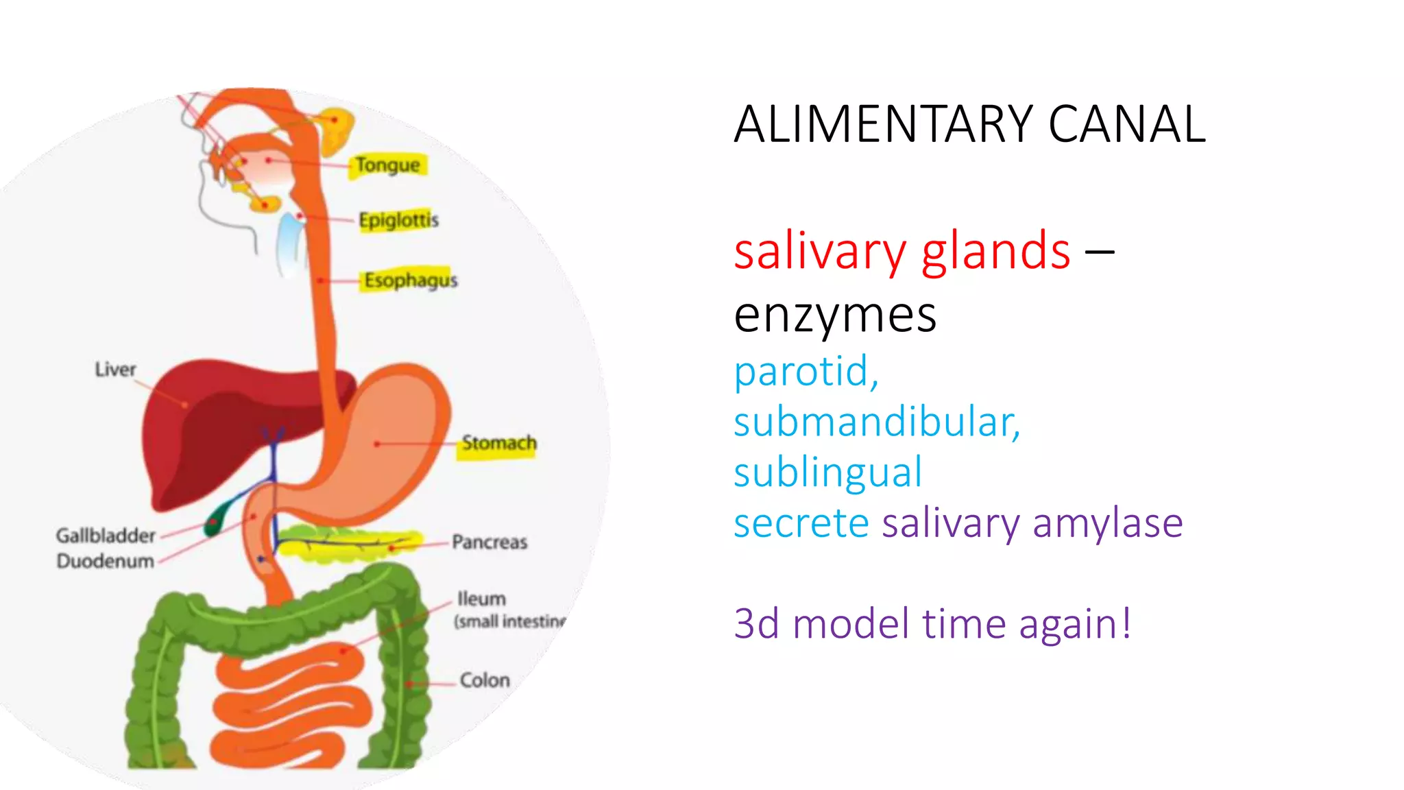 Human physiology git-foundation | PPTX