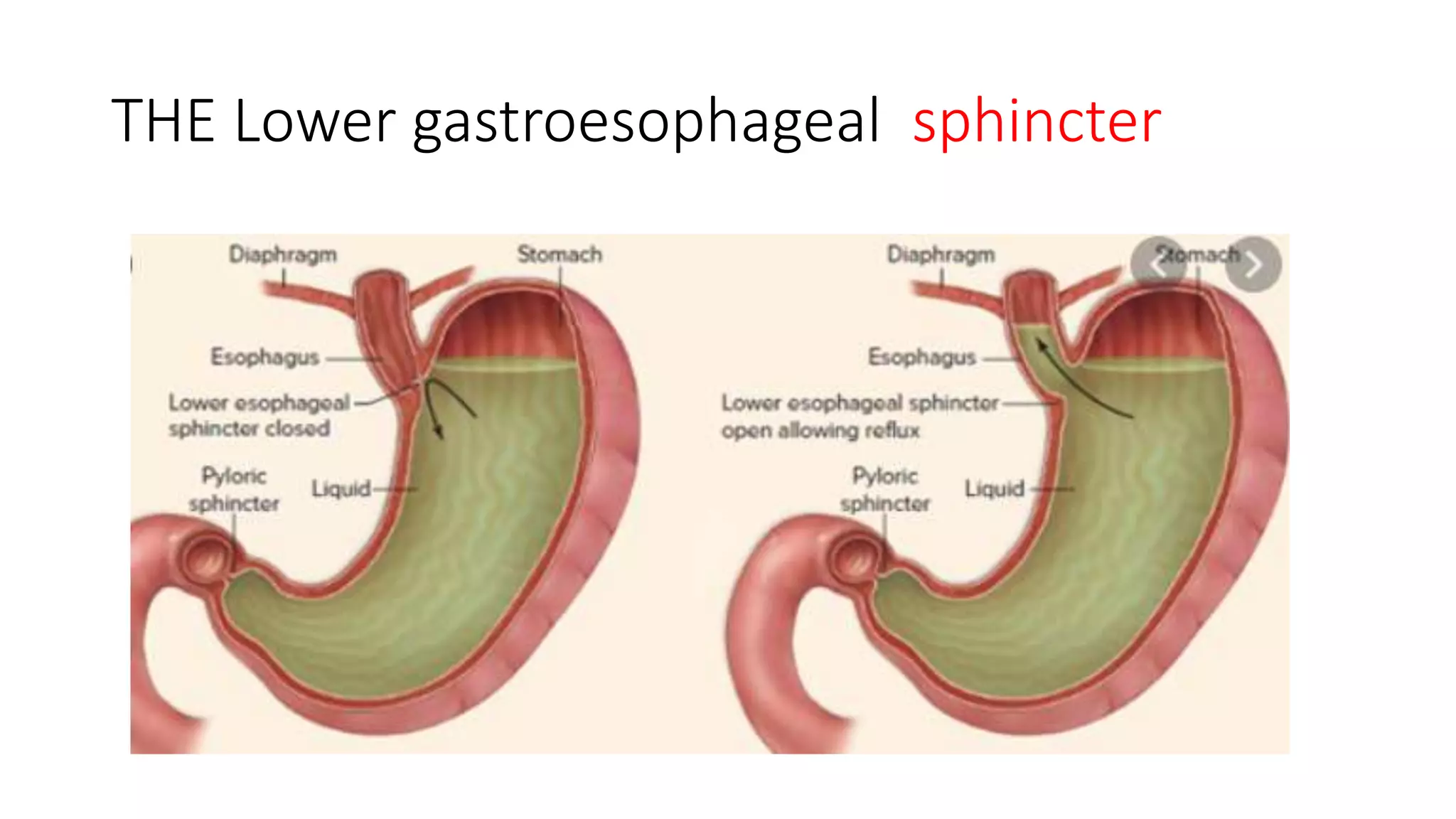 Human physiology git-foundation | PPTX