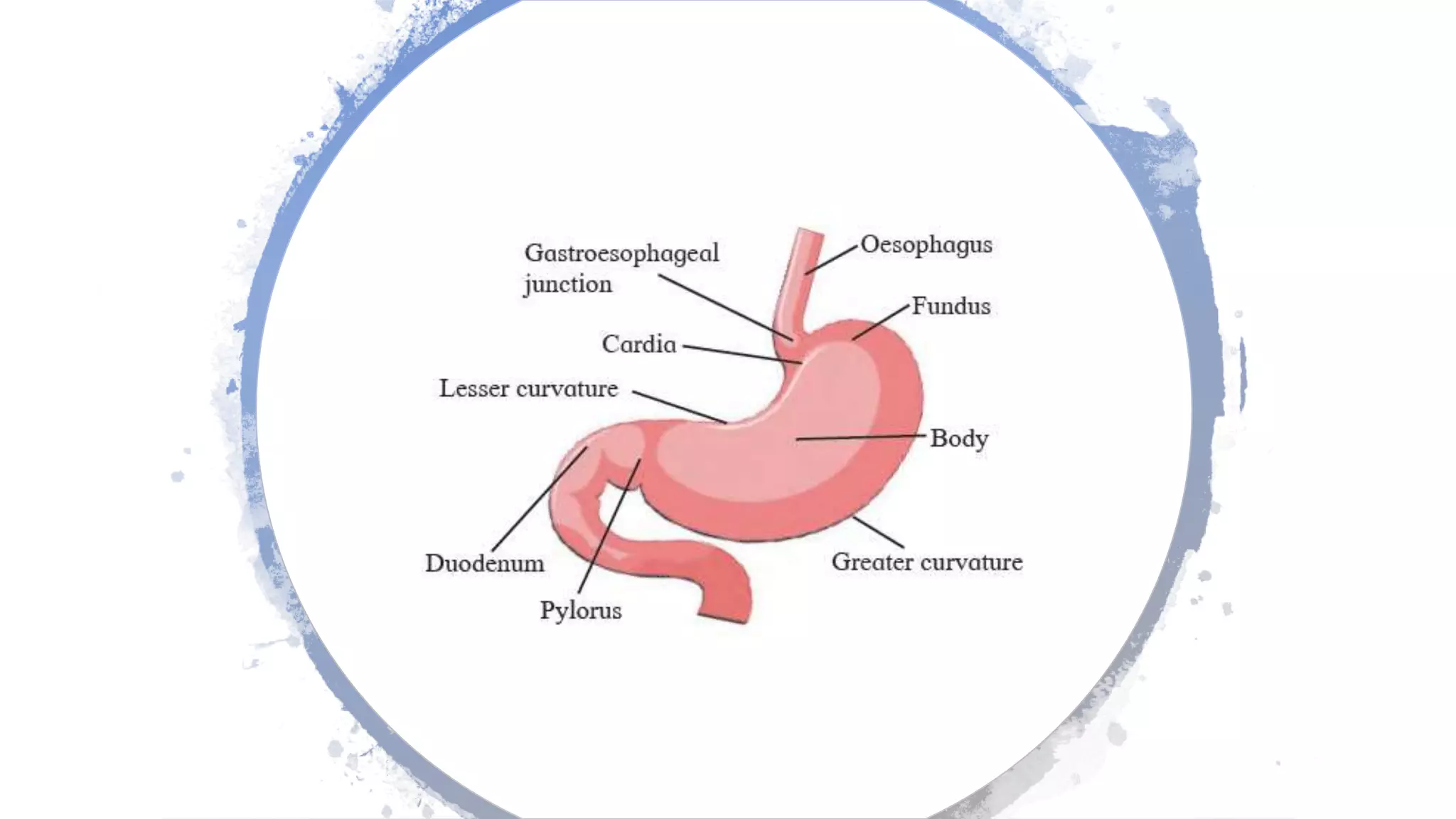 Human physiology git-foundation | PPTX