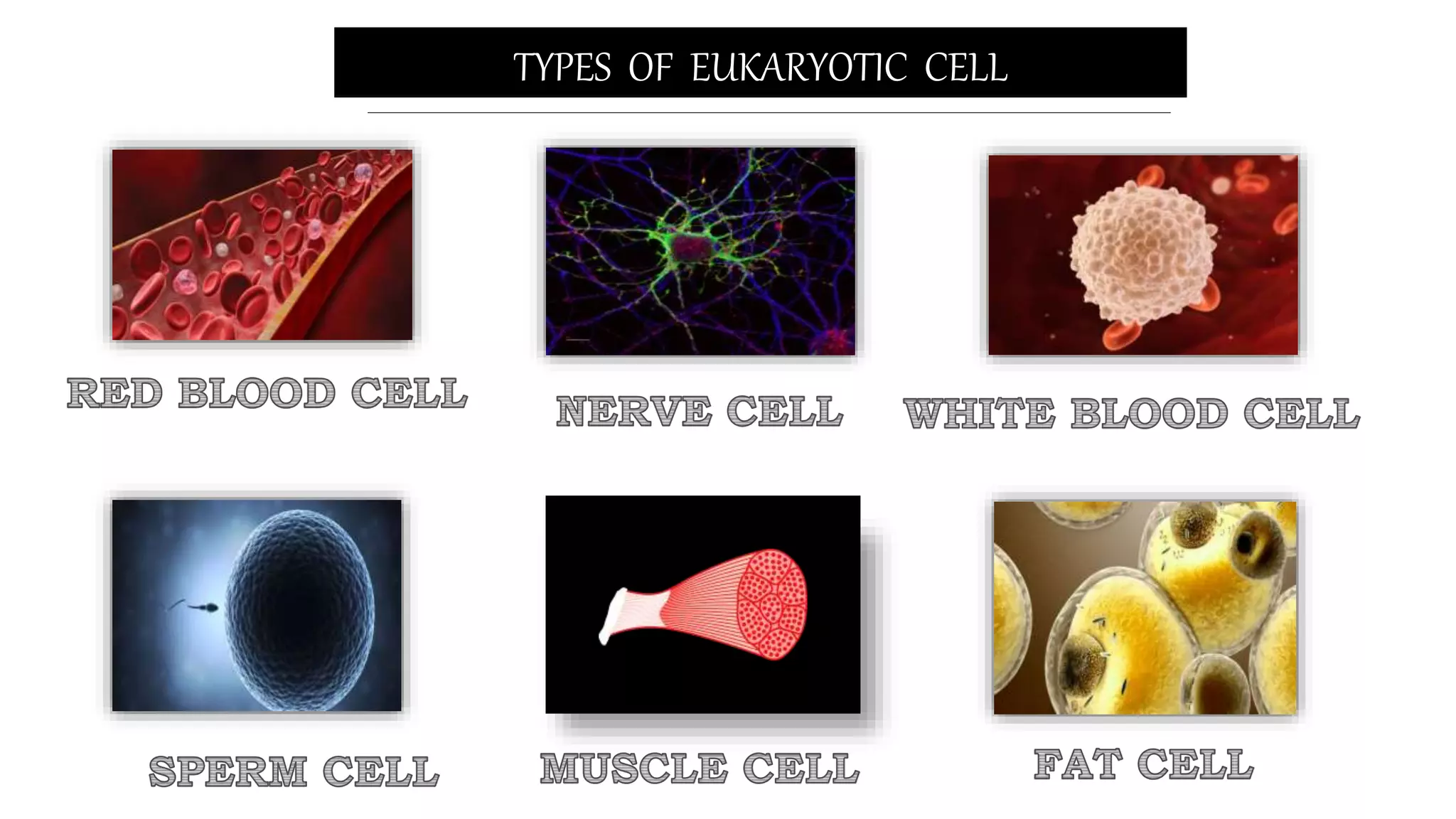 Human physiology git-foundation | PPTX