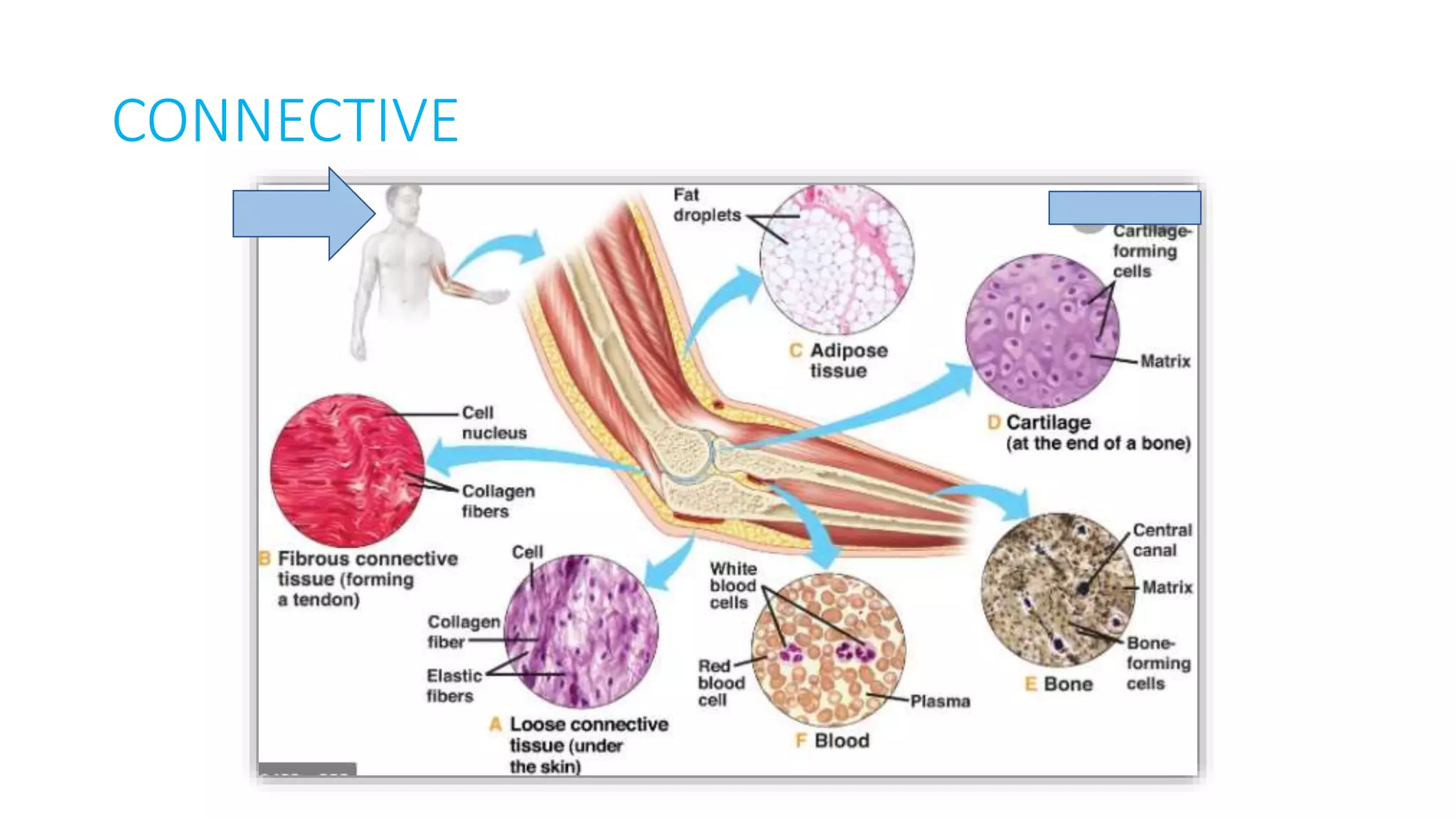 Human physiology git-foundation | PPTX
