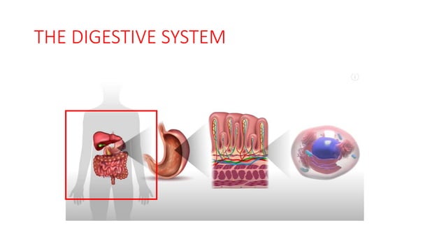 Human physiology git-foundation | PPTX