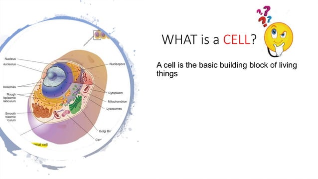 Human physiology git-foundation | PPTX
