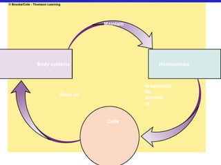 Human physiology | PPT