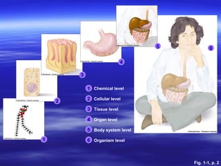 Human physiology | PPT
