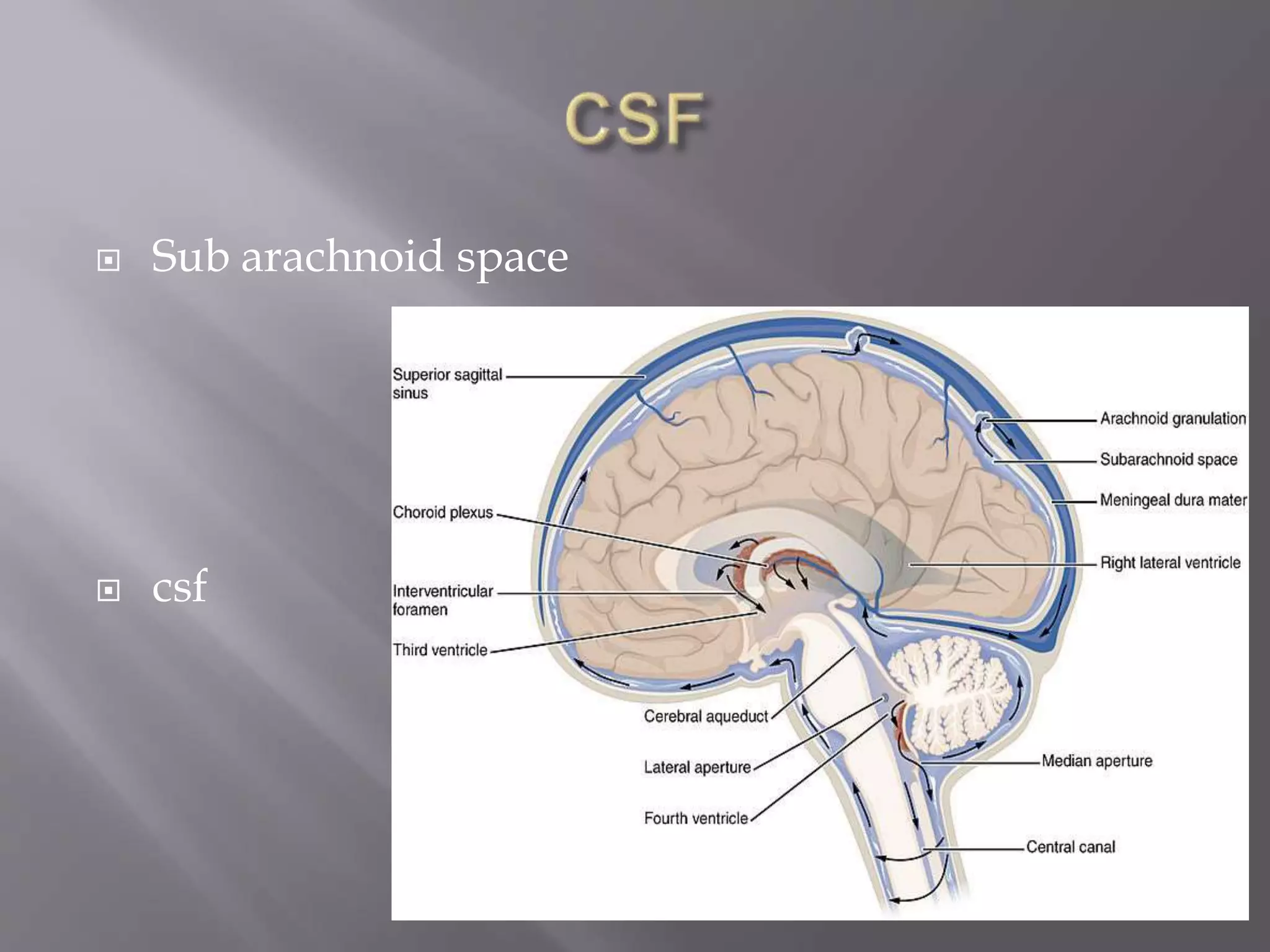 cerebrospinal fluid | PPTX