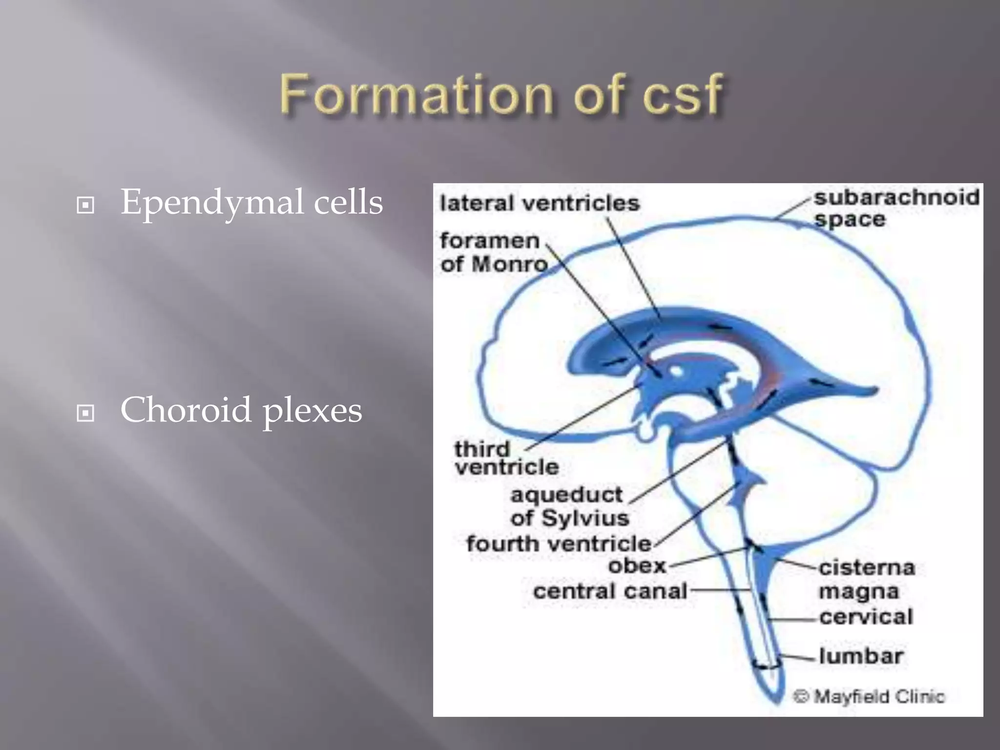 cerebrospinal fluid | PPT