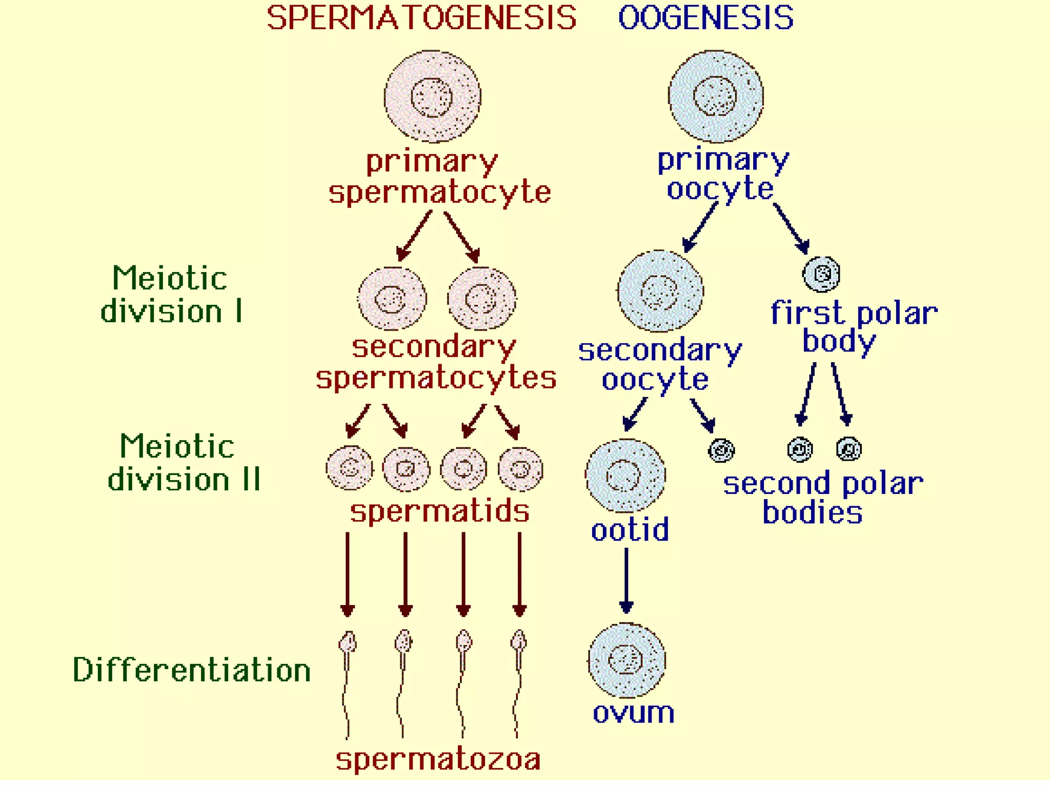 HumanPhysiology_Oogenesis_Spermatogenesis_Fertilization.ppt