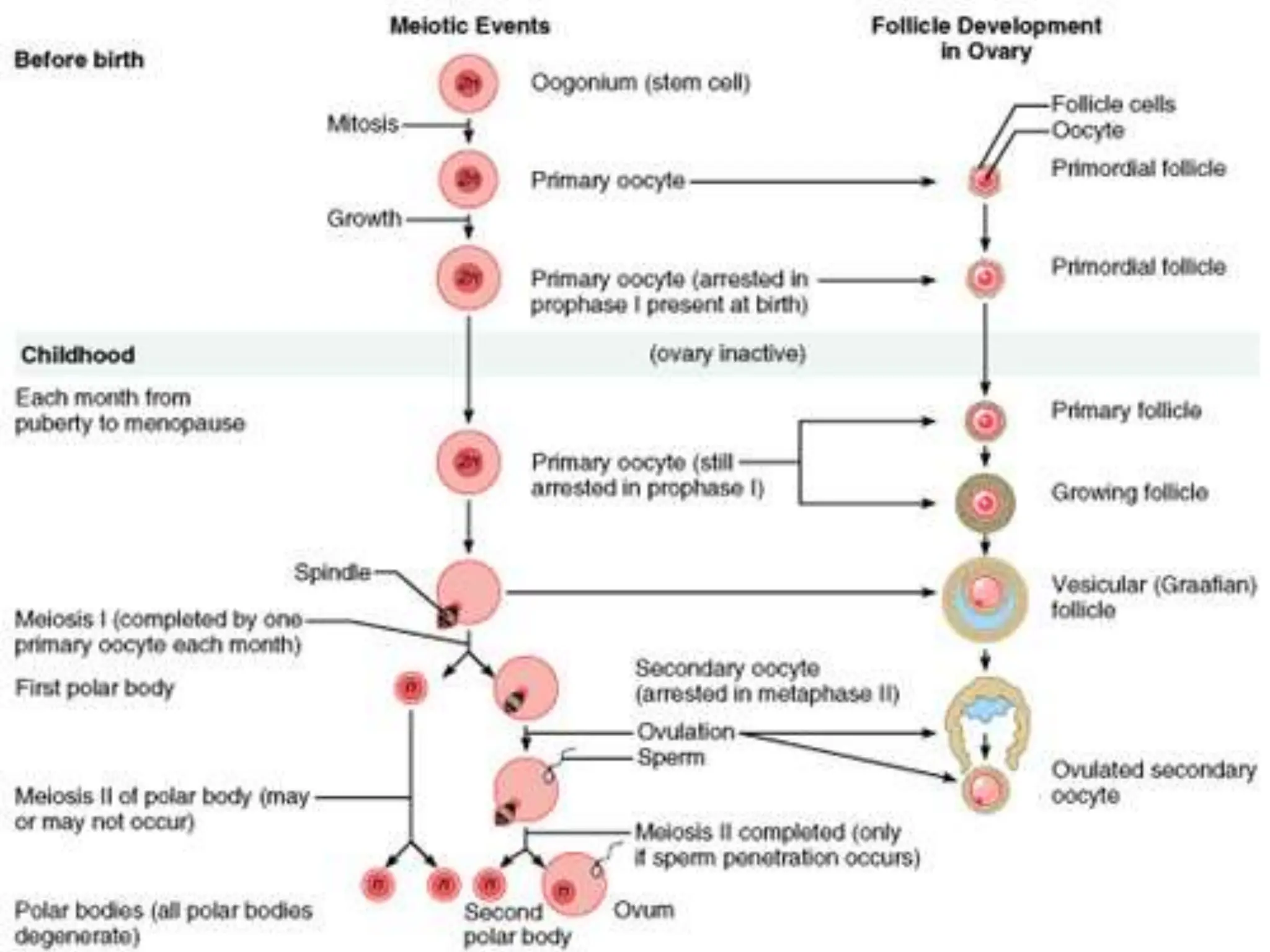 HumanPhysiology_Oogenesis_Spermatogenesis_Fertilization.ppt