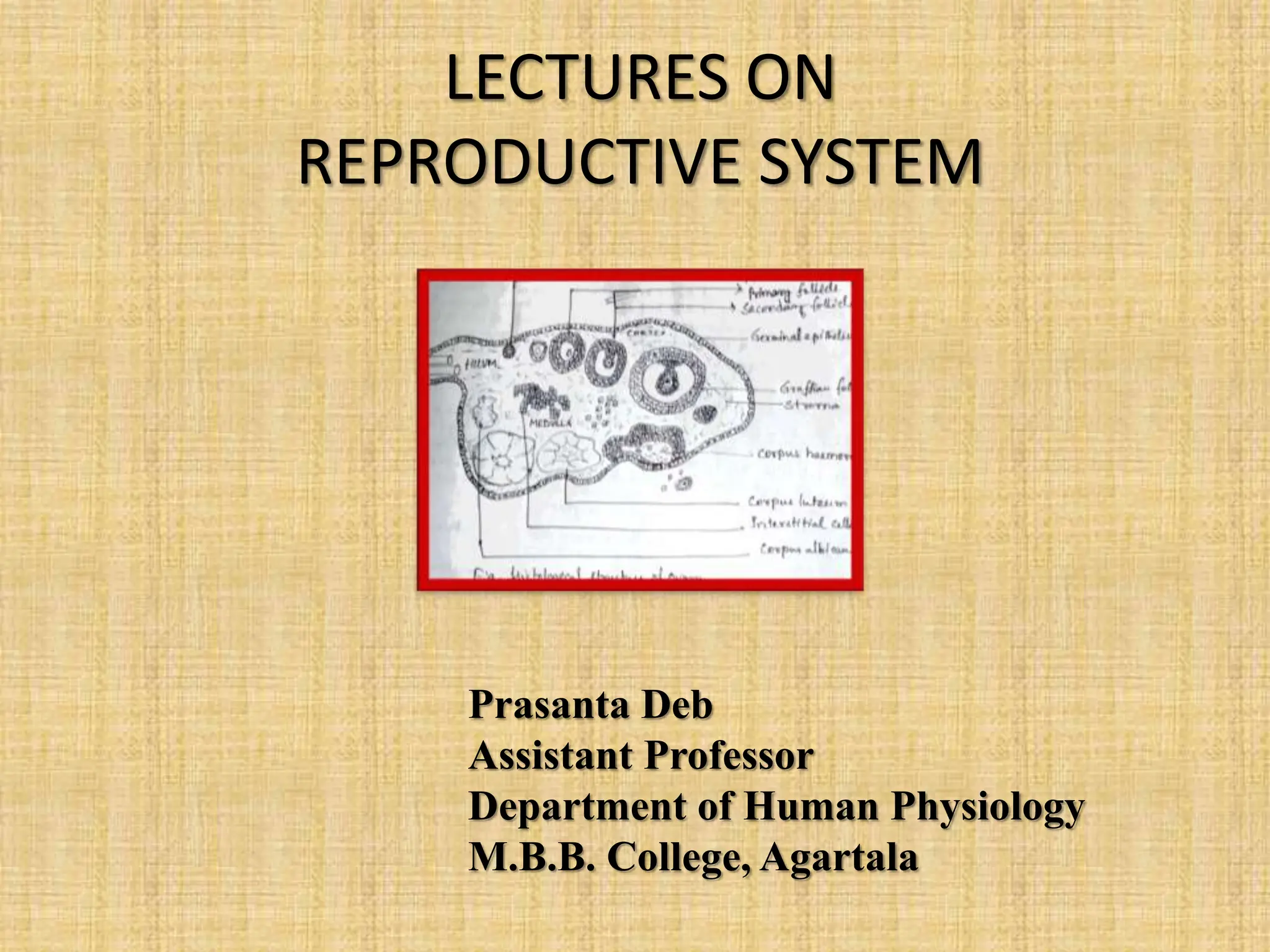 Humanphysiology Oogenesis Spermatogenesis Fertilization 2 Ppt