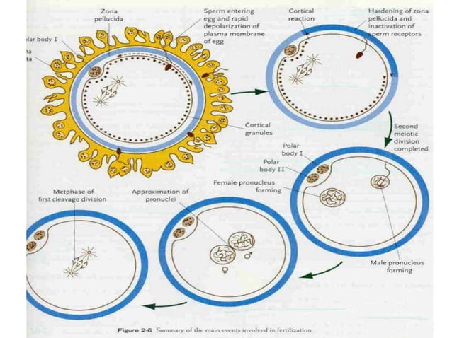 Oogenesis Spermatogenesis Fertilization 2 Ppt