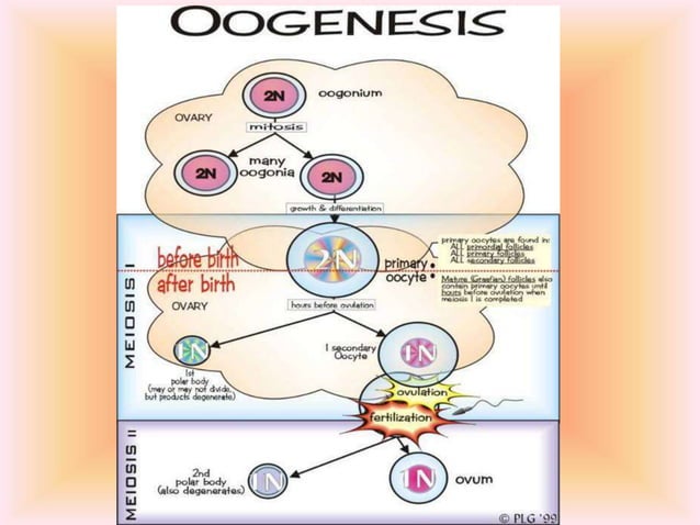 Oogenesis_Spermatogenesis_Fertilization_2.ppt