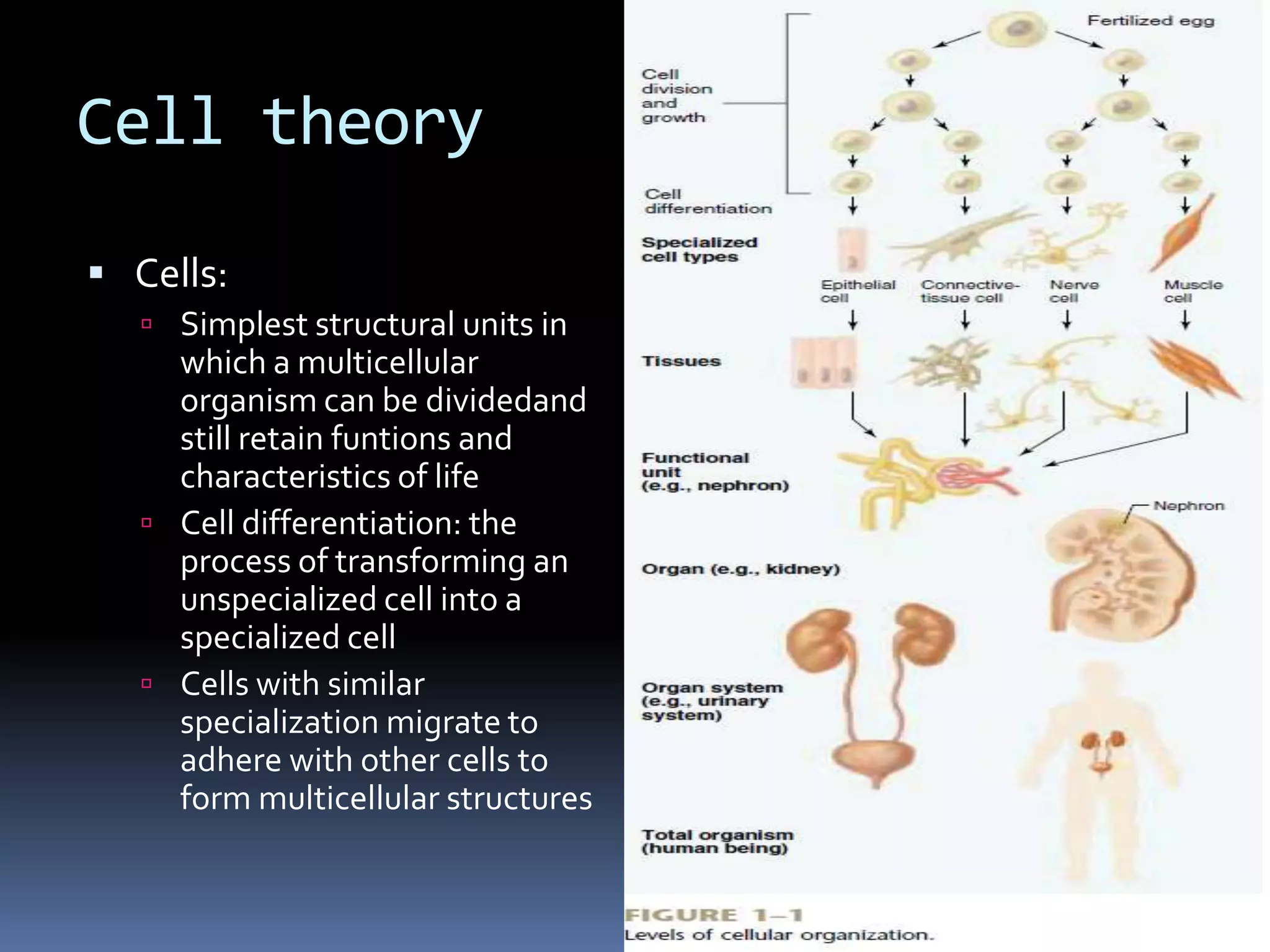 Human physiology part 1 | PPTX