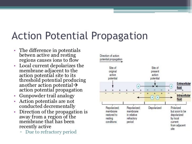 Human physiology part 4