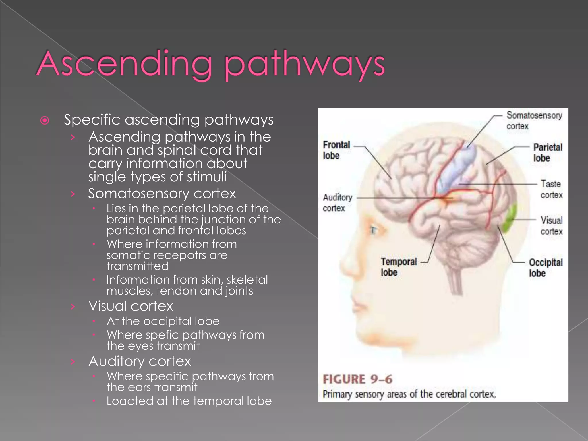 Human physiology part 5 | PPTX