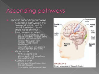 Human physiology part 5 | PPTX