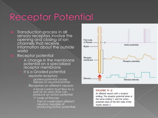 Human physiology part 5 | PPT