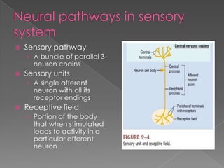 Human physiology part 5 | PPT