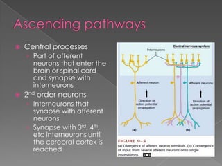 Human physiology part 5 | PPT