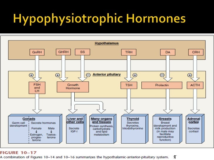 Human physiology part 6