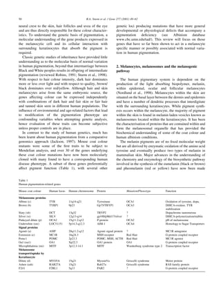Human pigmentation genes: identification, structure and consequences of ...