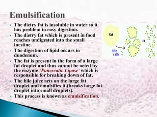 absorption of lipids | PPT