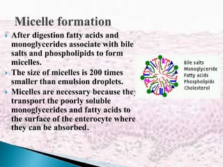 absorption of lipids | PPT