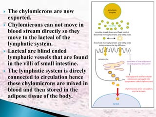 absorption of lipids | PPT