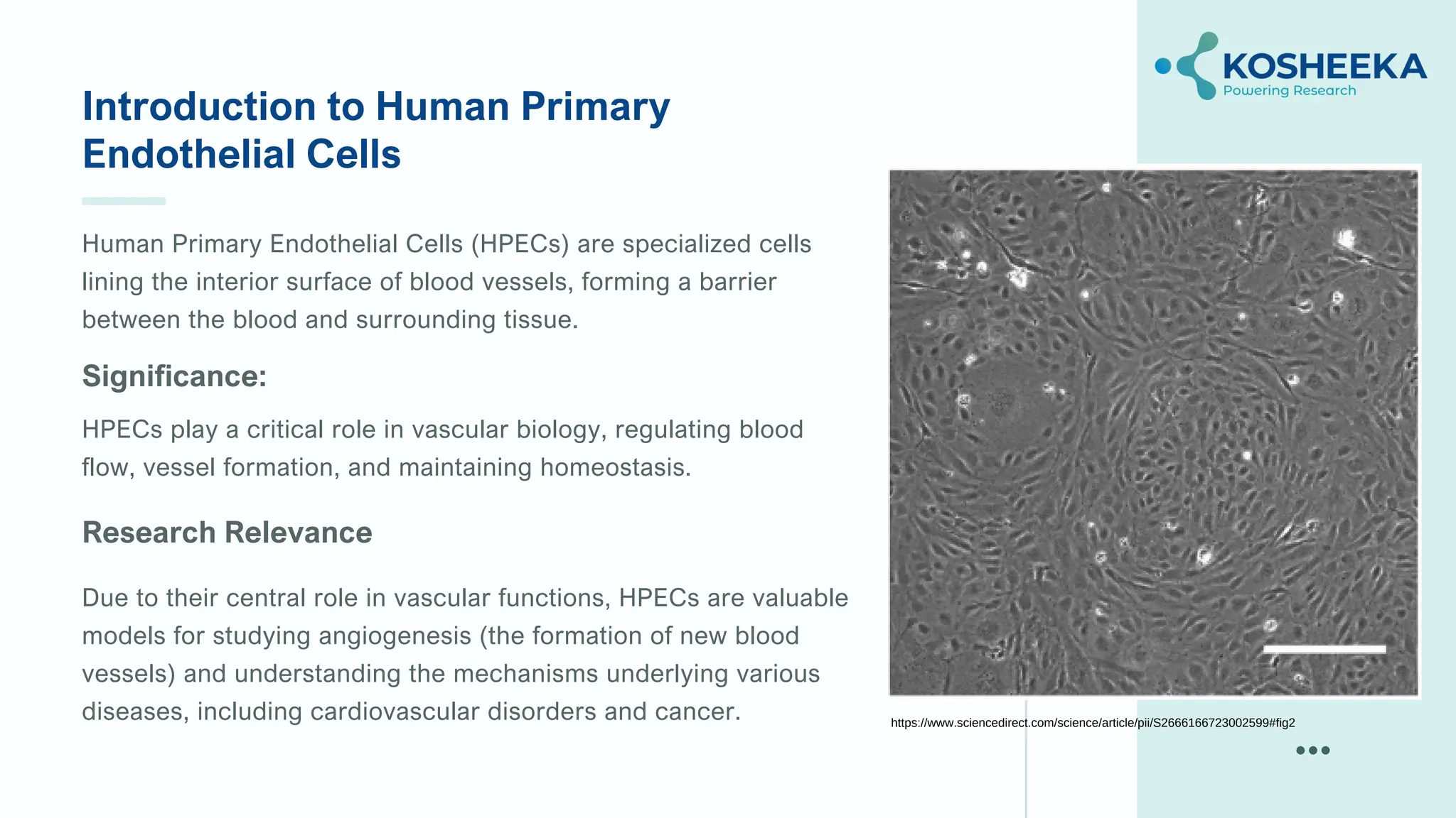 Human Primary Endothelial Cells: A Model for Blood Vessel Formation and ...