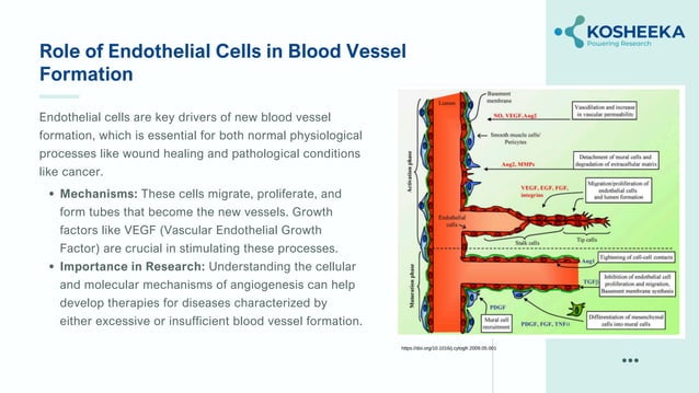 Human Primary Endothelial Cells: A Model for Blood Vessel Formation and ...