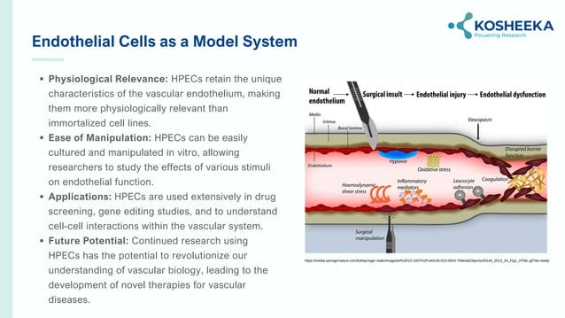 Human Primary Endothelial Cells: A Model for Blood Vessel Formation and ...
