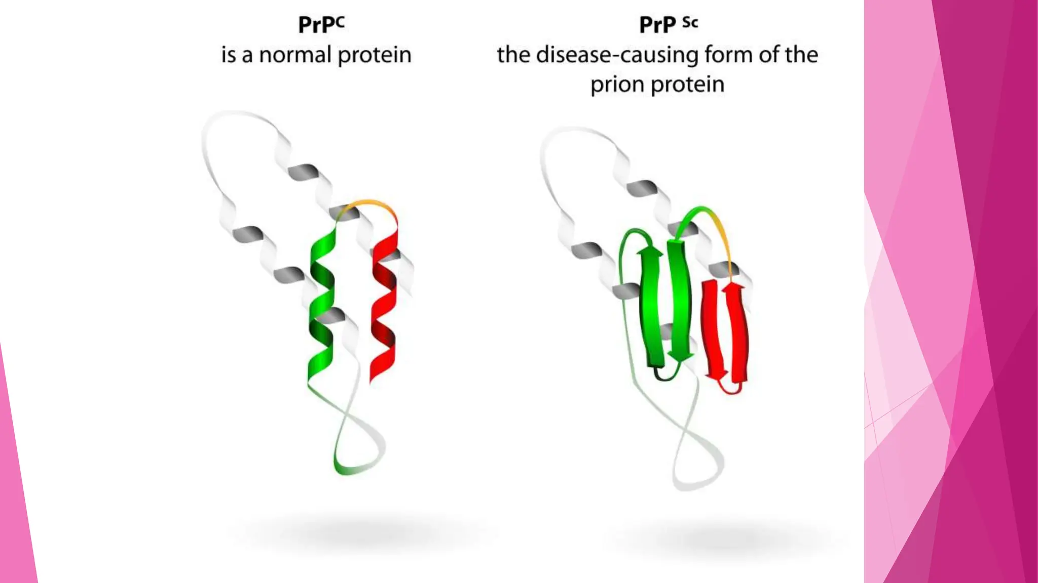 HUMAN_PRION_DISEASES[ A component in virology1].pptx